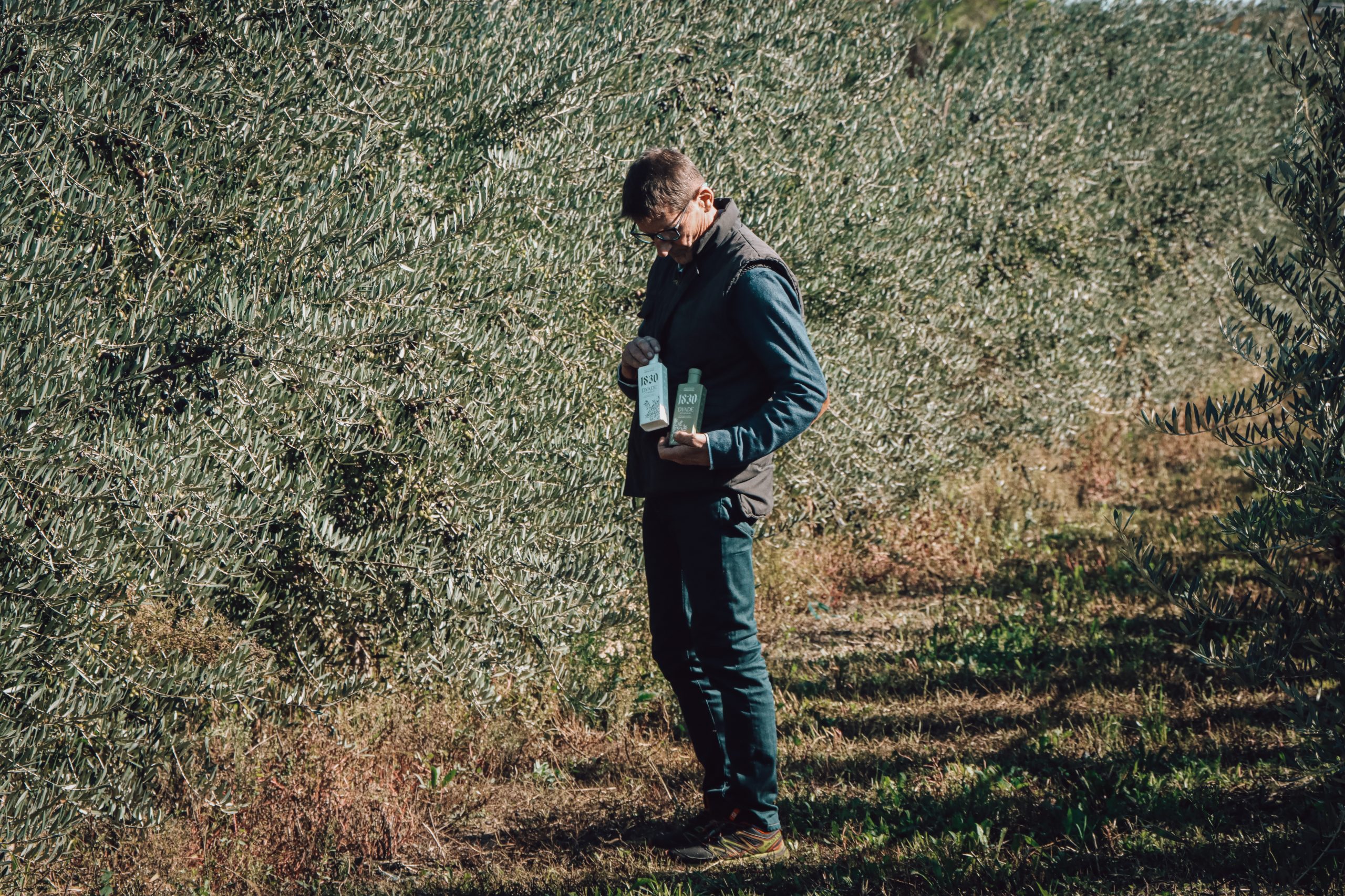 Dyade olive oil: a harvest in two times - Blog - Maison Brémond