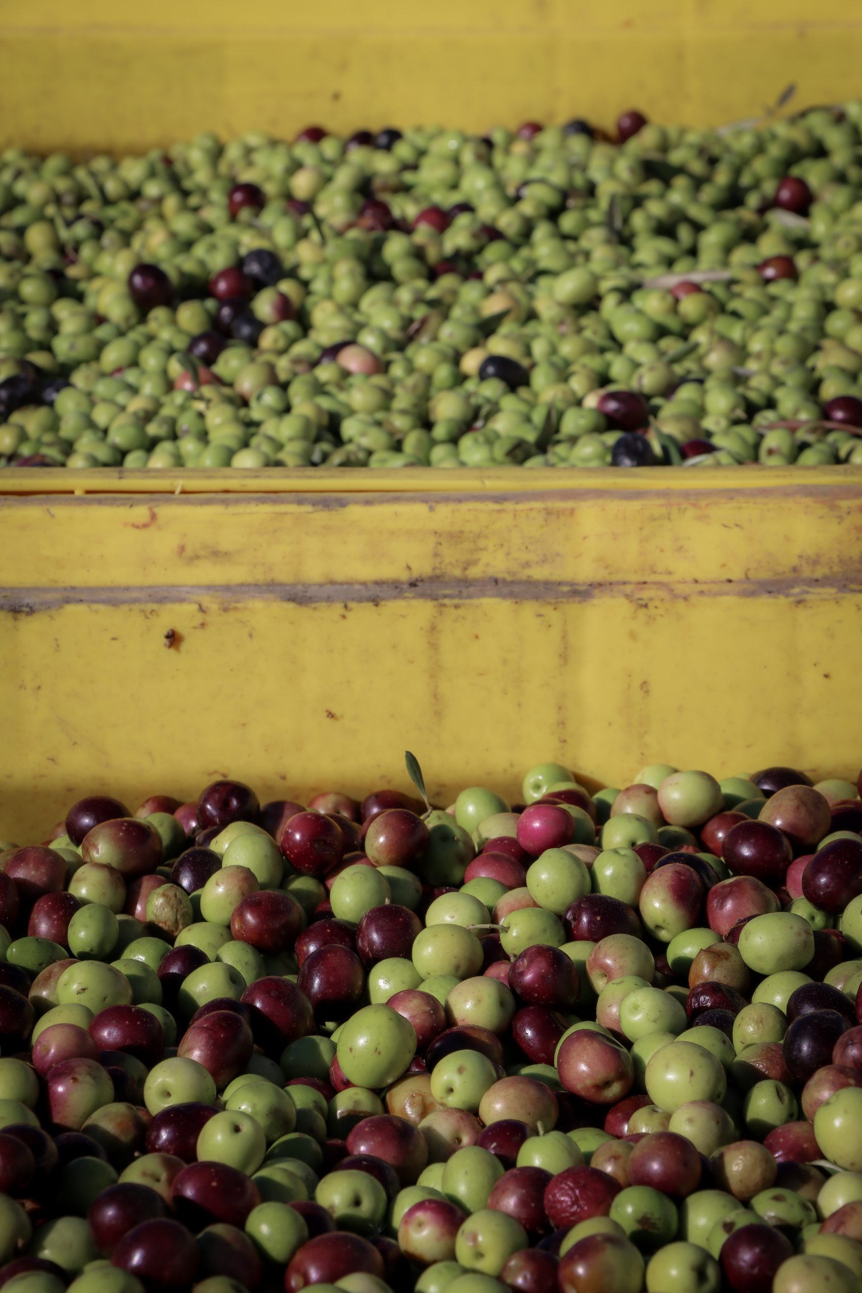 L'huile d'olive Dyade : une récolte à deux temps - Blog - Maison Brémond